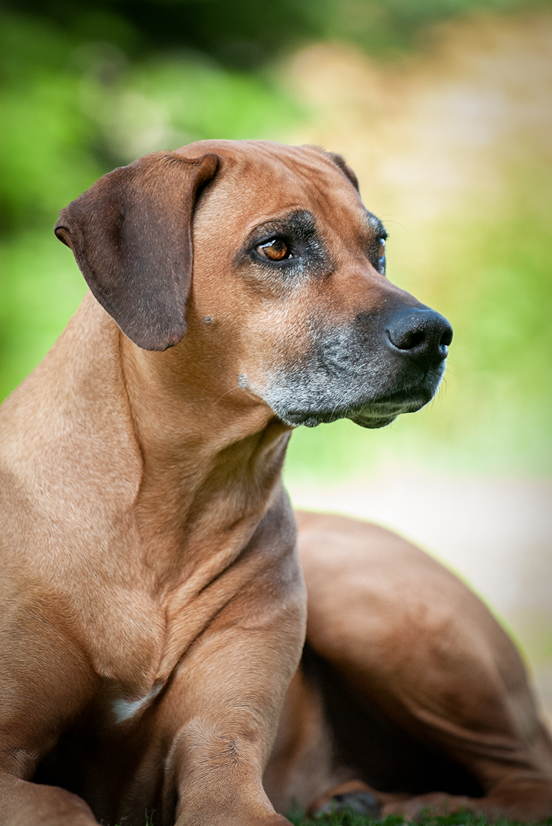 Das Qualzuchtgutachten – Healthy-Ridgeback-Breeding