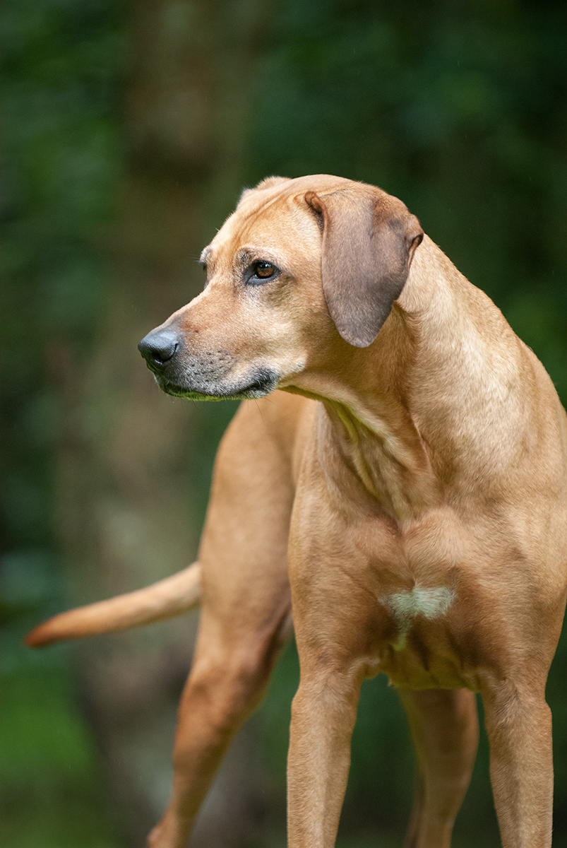 Healthy-Ridgeback-Breeding